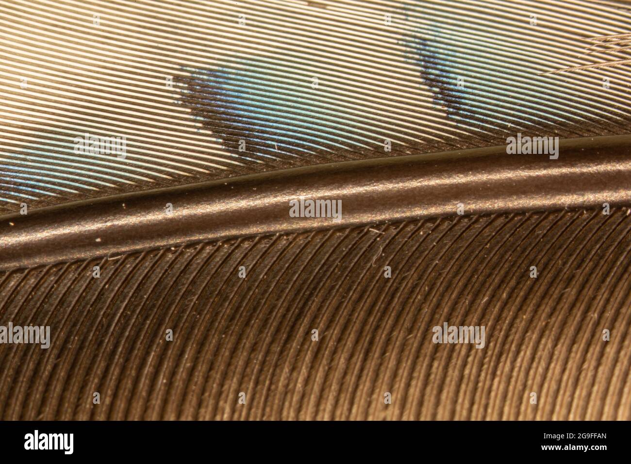 greatly enlarged colorful bird feather with quill Stock Photo - Alamy