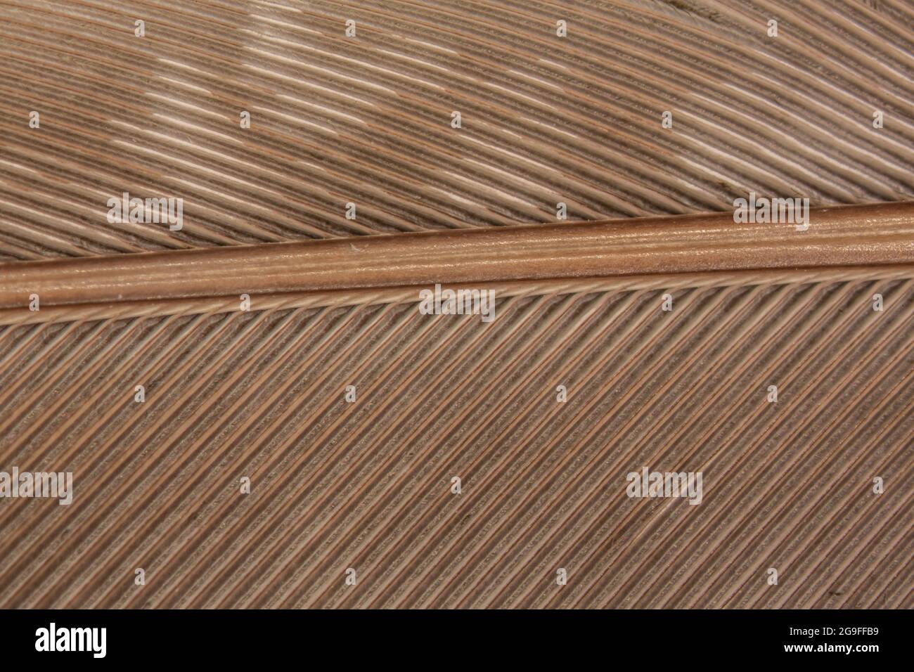 greatly enlarged colorful bird feather with quill Stock Photo - Alamy