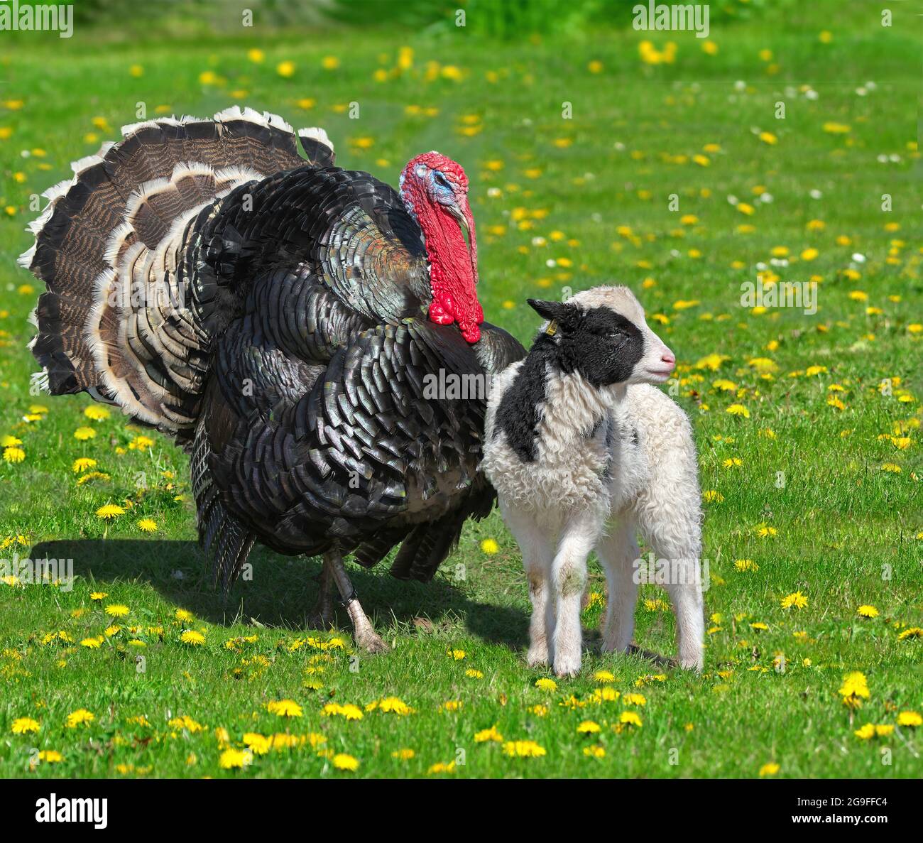Domestic Turkey. Male displaying next to Jacob Sheep lamb. Germany ...