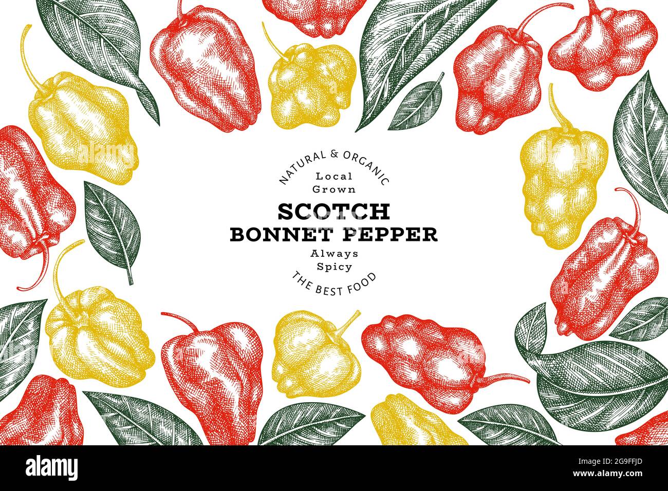 Hand drawn sketch style scotch bonnet pepper banner. Organic fresh ...