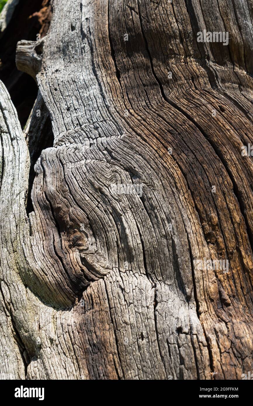 natural wood structure of an old oak tree in the forest rough dry ...