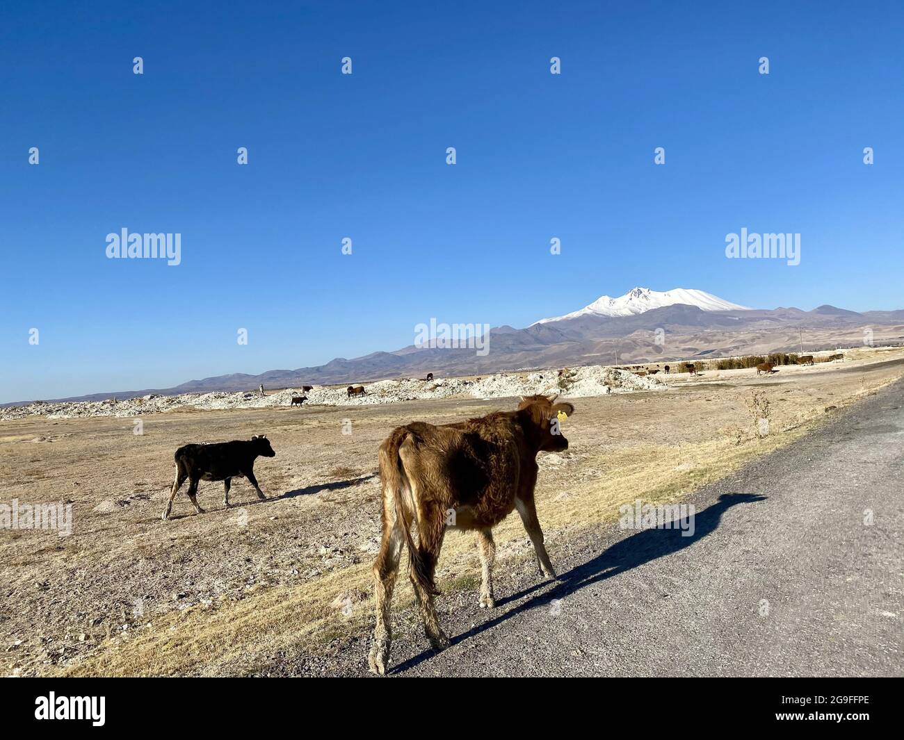 Turkey country farming hi-res stock photography and images - Alamy