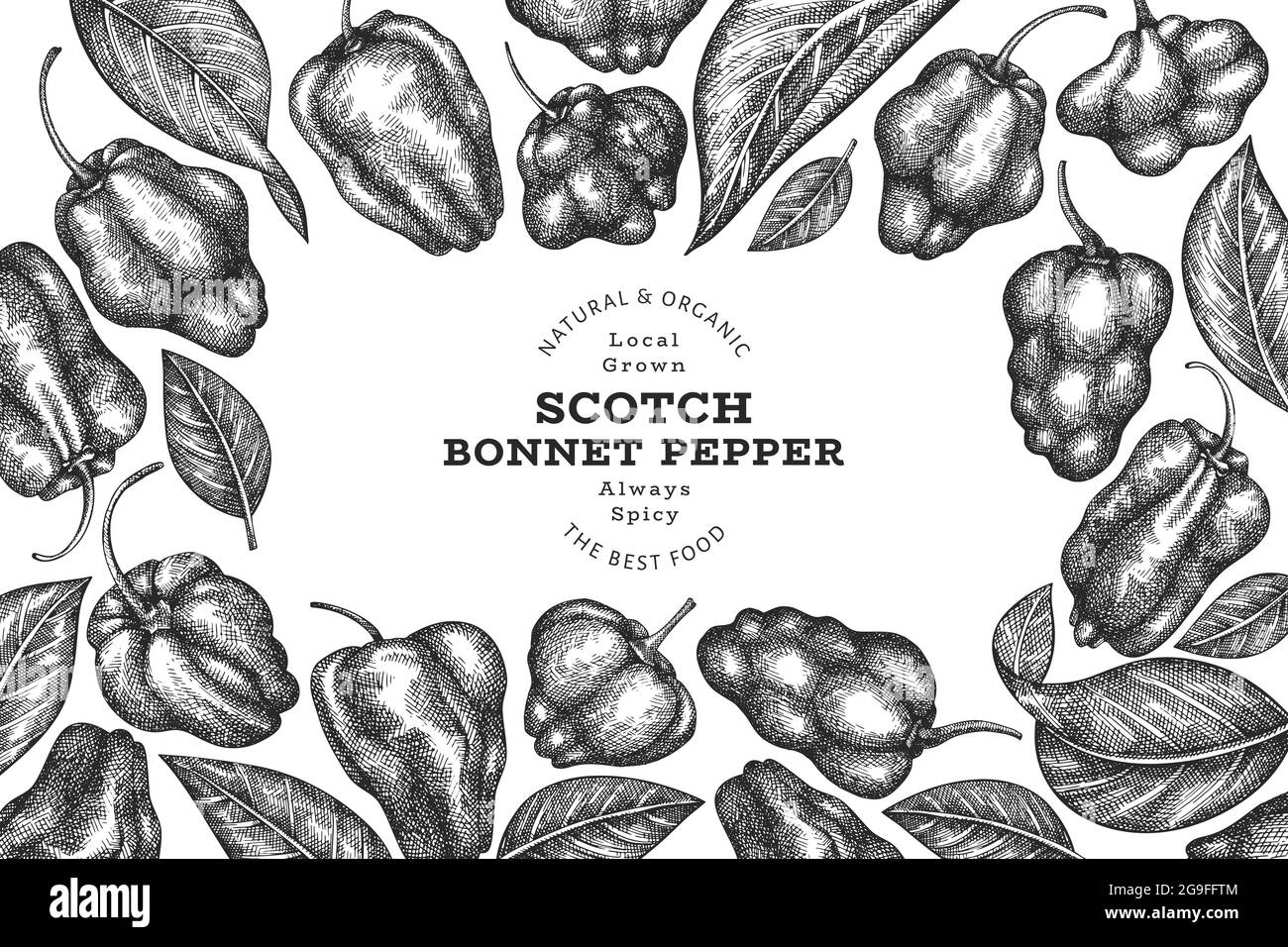 Hand drawn sketch style scotch bonnet pepper banner. Organic fresh ...