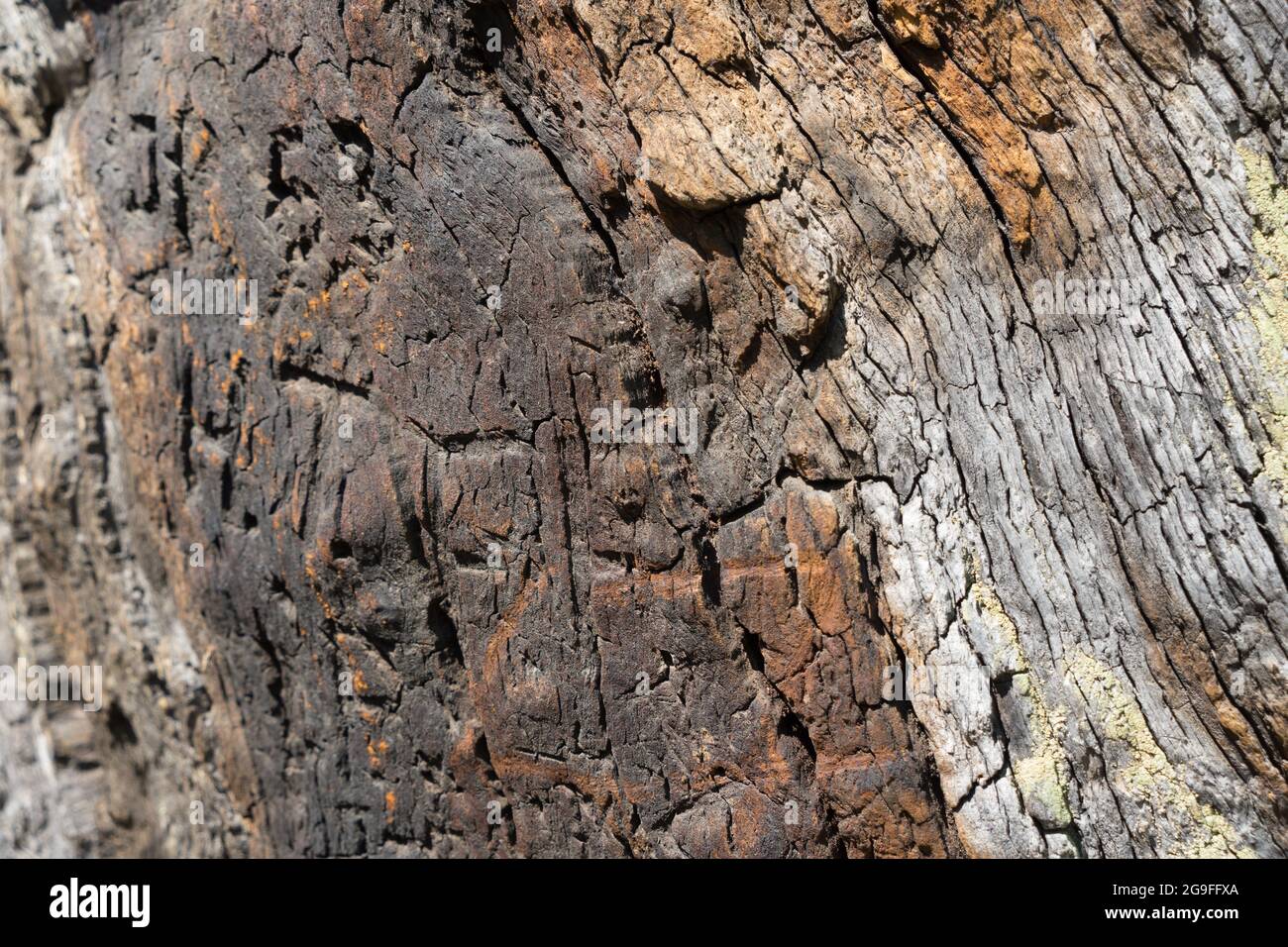 Spooky tree bark hi-res stock photography and images - Alamy