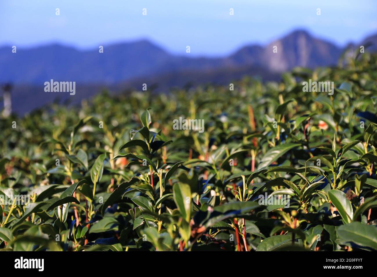 Tea fields in Taiwan. Hillside tea plantations in Shizhuo, Alishan ...