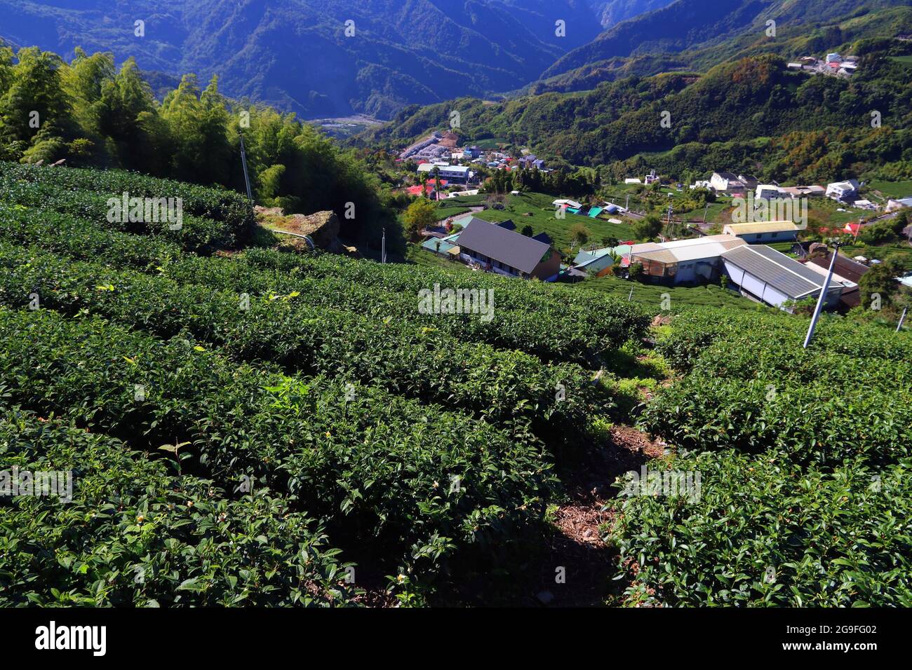 Tea fields in Taiwan. Hillside tea plantations in Shizhuo, Alishan ...