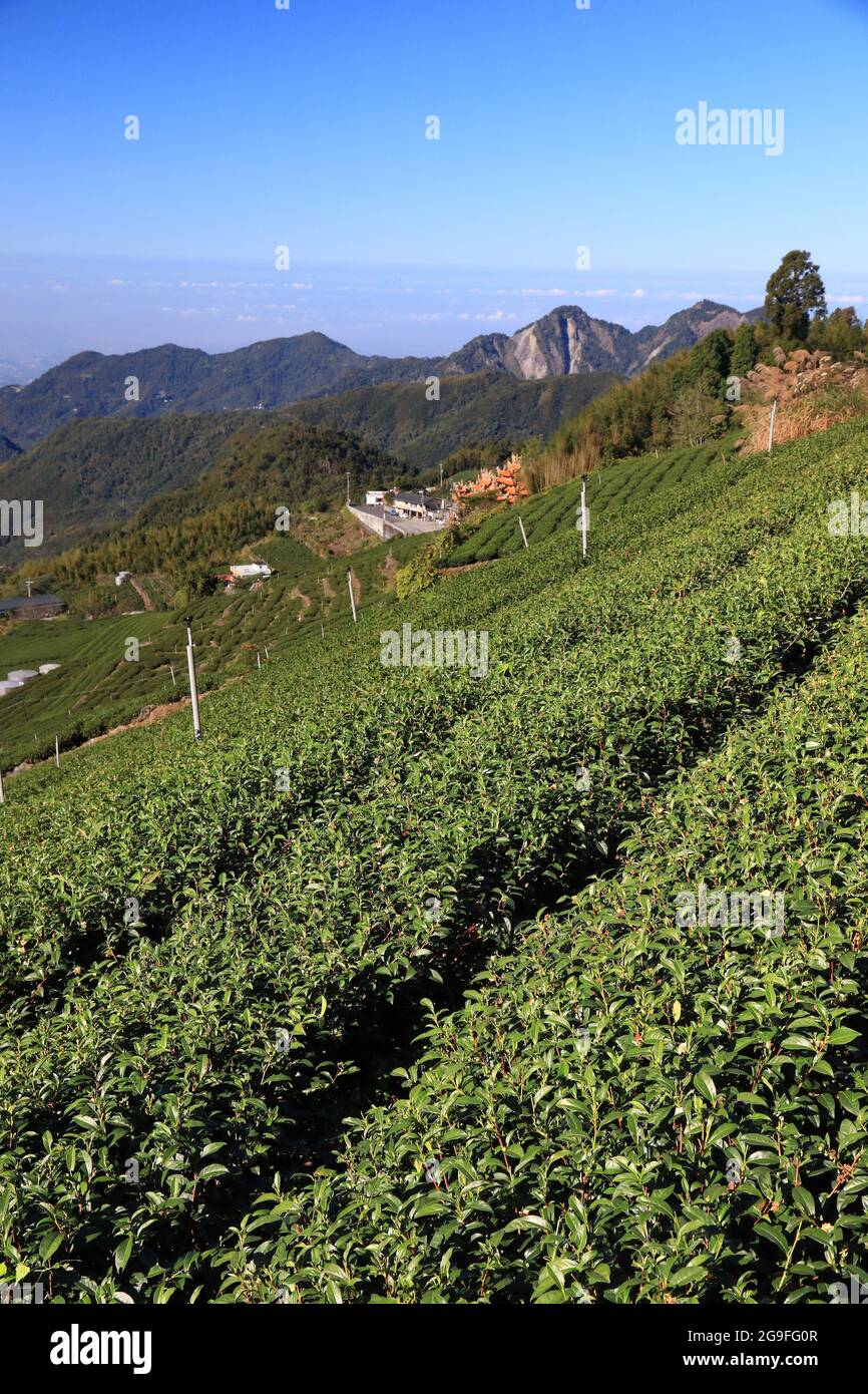 Tea fields in Taiwan. Hillside tea plantations in Shizhuo, Alishan ...
