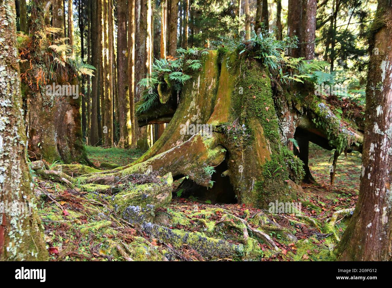 Cedar tree roots hi-res stock photography and images - Alamy