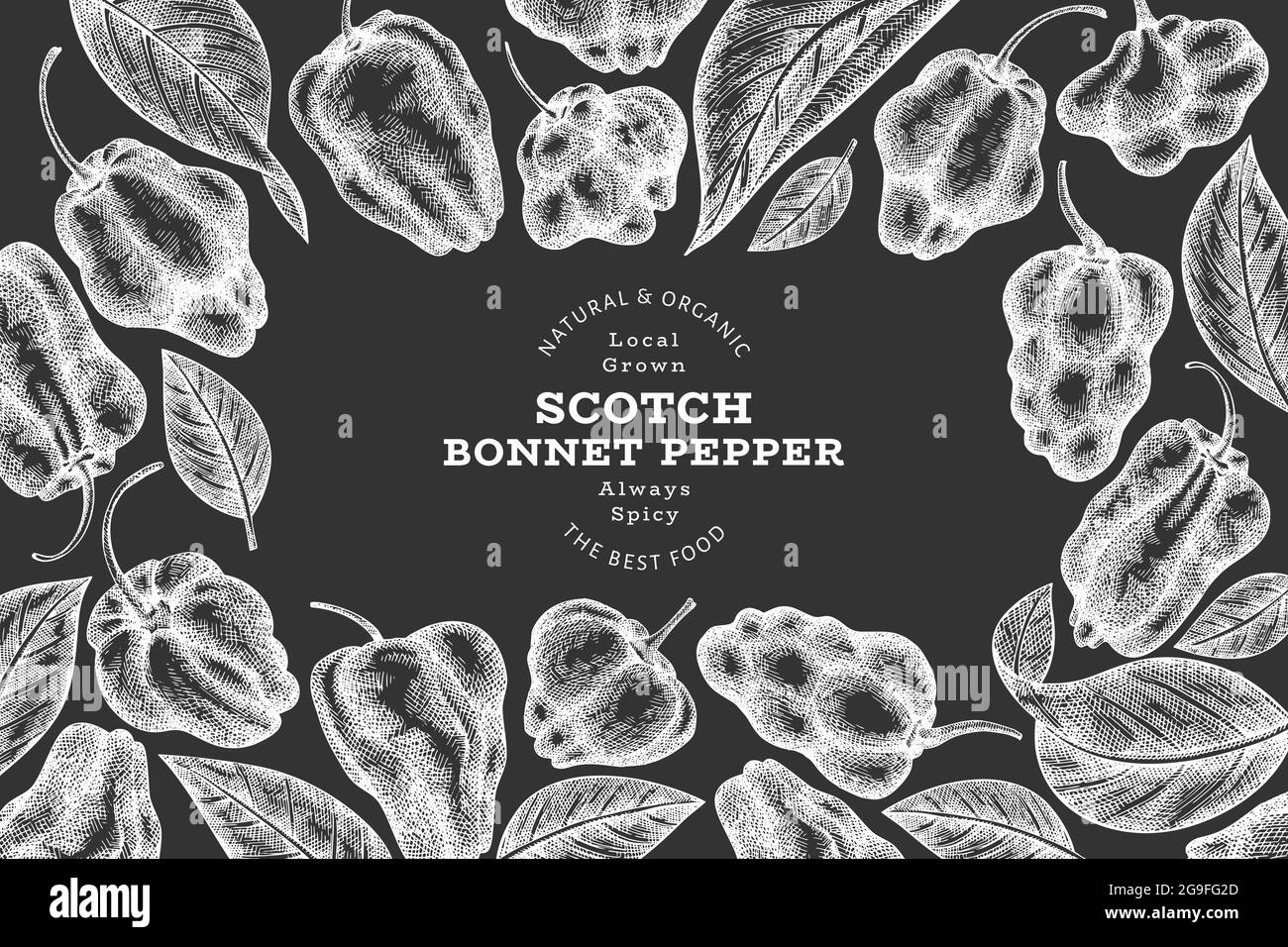 Hand drawn sketch style scotch bonnet pepper banner. Organic fresh ...