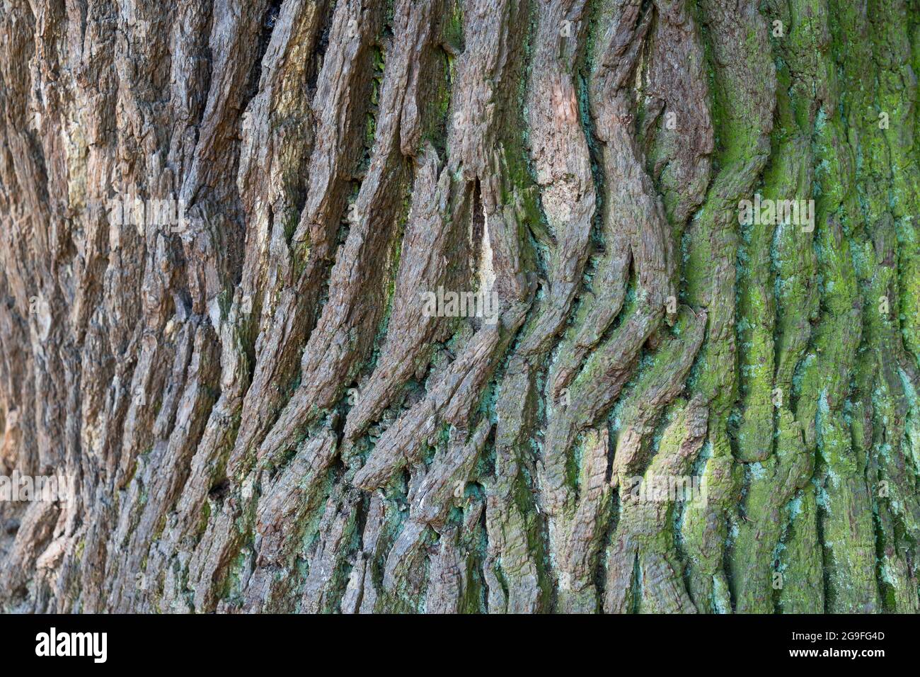 natural structure of the bark of an old oak tree wood close-up Stock ...