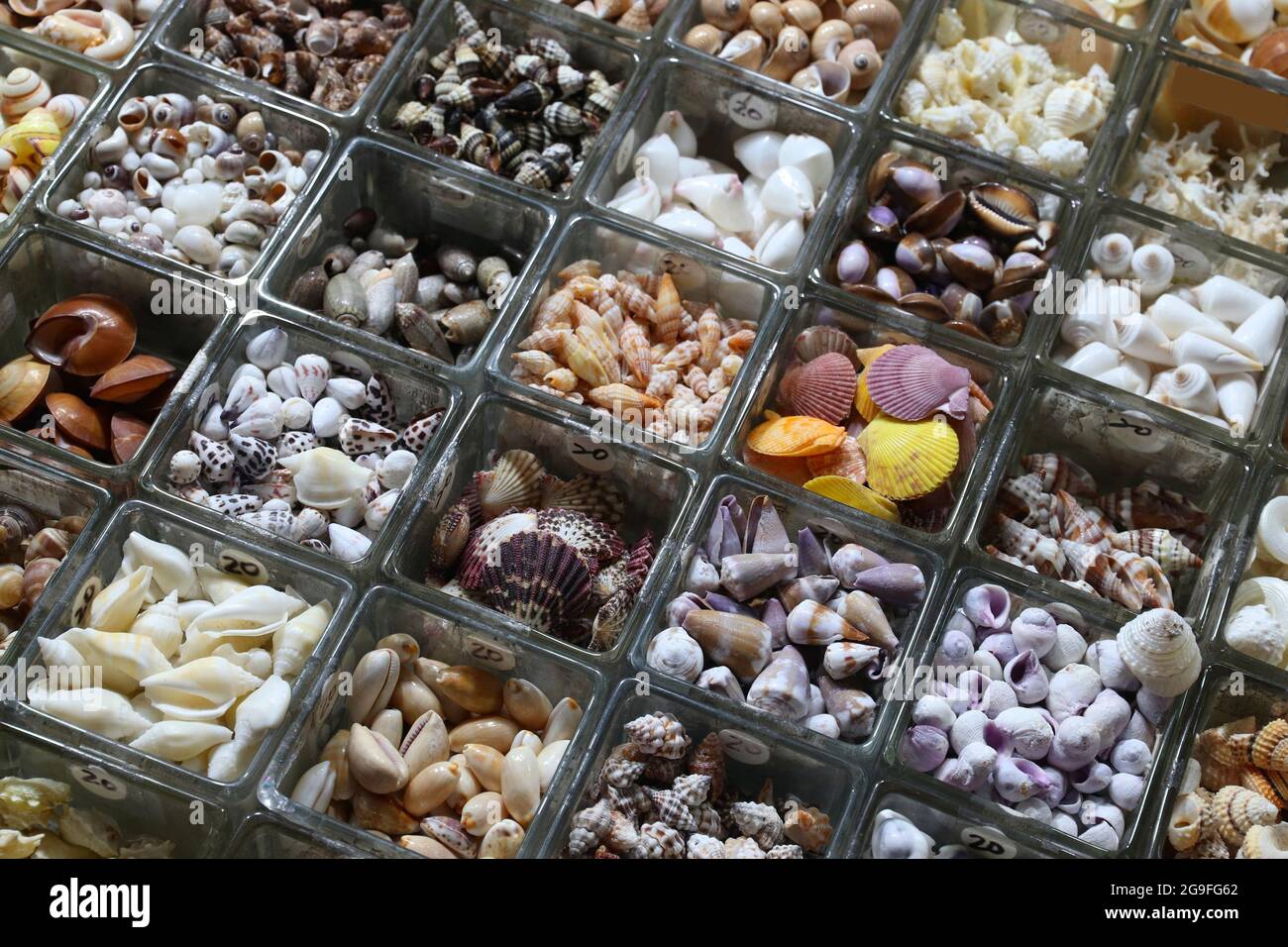 Taiwan beach shells hi-res stock photography and images - Alamy
