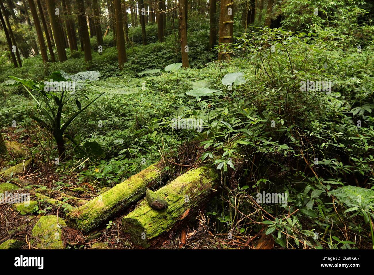 Alishan National Scenic Area in Taiwan - cypress and cedar trees forest ...