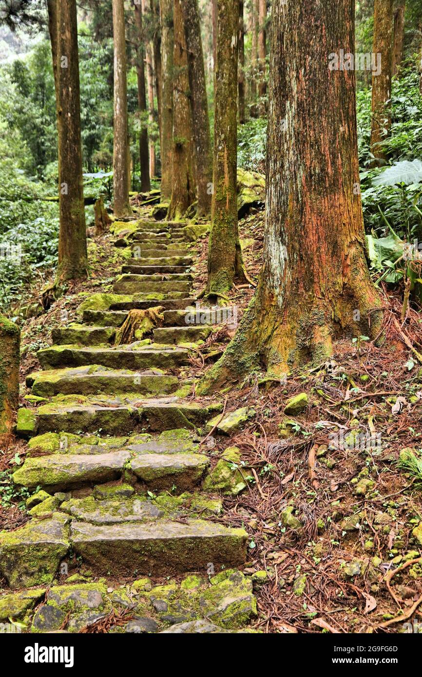 Taiwan nature. Alishan National Scenic Area - cypress and cedar trees ...