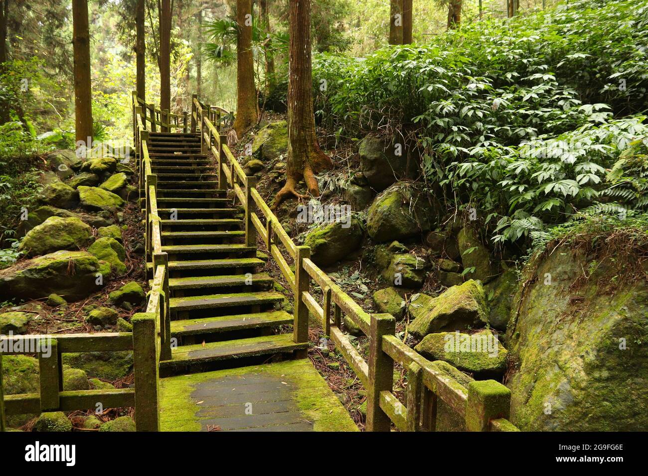Taiwan nature. Alishan National Scenic Area - cypress and cedar trees ...