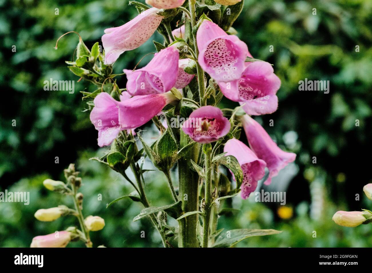 17 June 2021, Berlin: Red foxglove (Digitalis purpurea) blooms in a ...