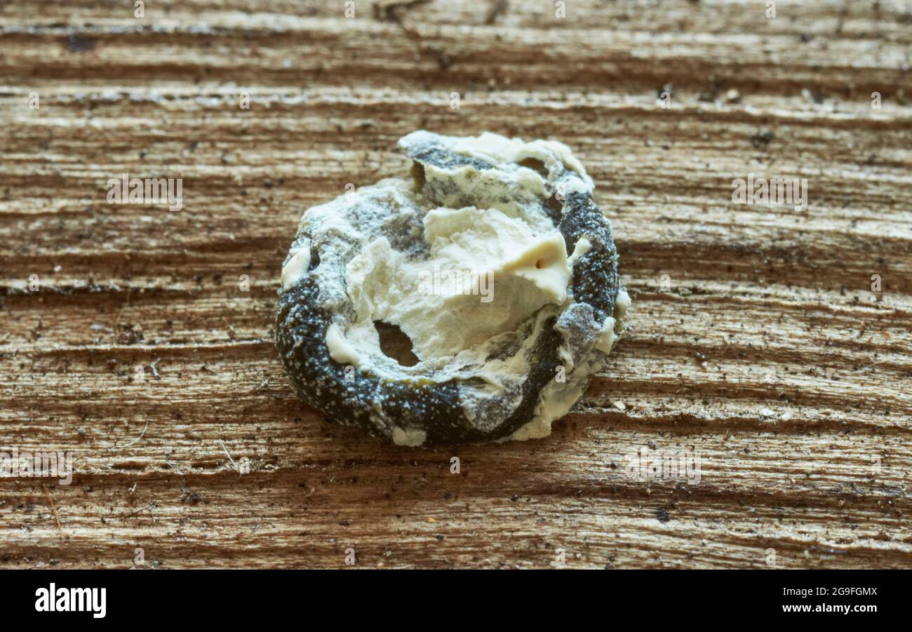Budgerigar, Budgie (Melopsittacus undulatus). Droppings on a twig ...