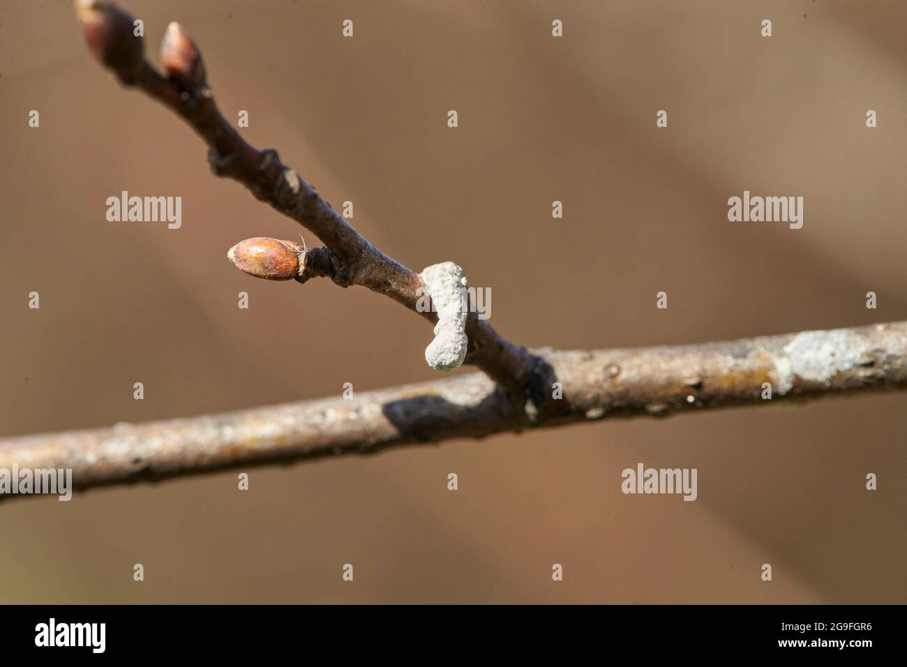 Great Tit (Parus major). Droppings on a twig. Germany Stock Photo - Alamy