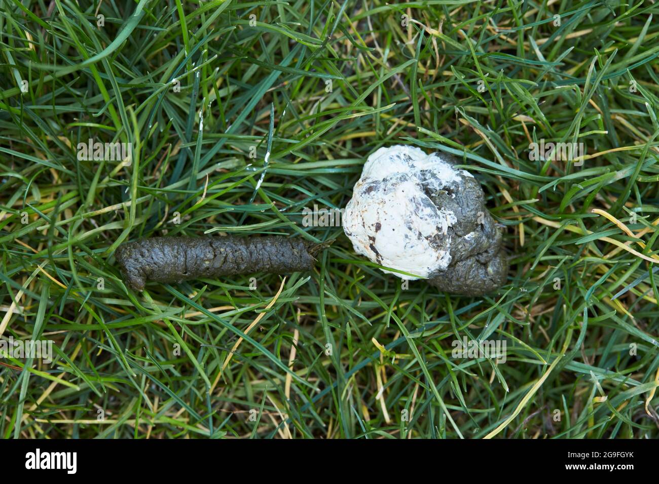 Domestic Chicken. Droppings in grass. Germany Stock Photo - Alamy