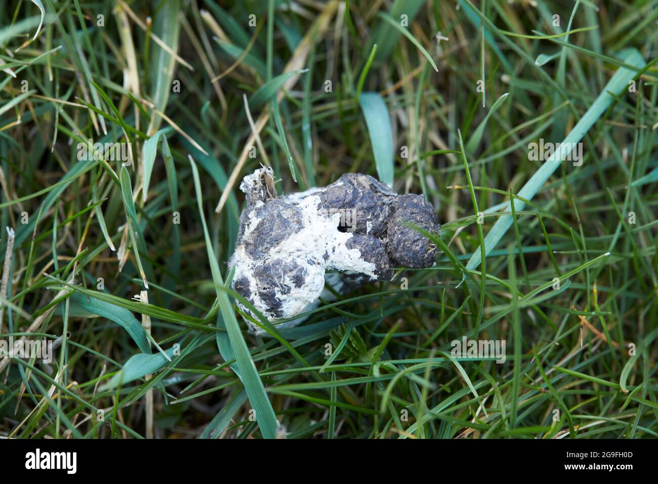 Domestic Chicken. Droppings in grass. Germany Stock Photo - Alamy