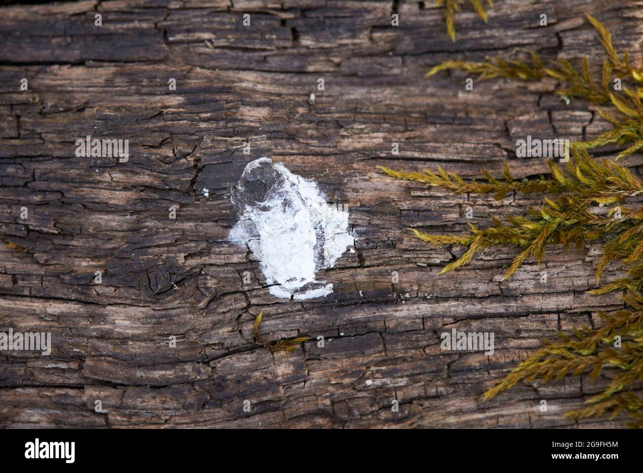 Bird droppings on a log. Germany Stock Photo - Alamy