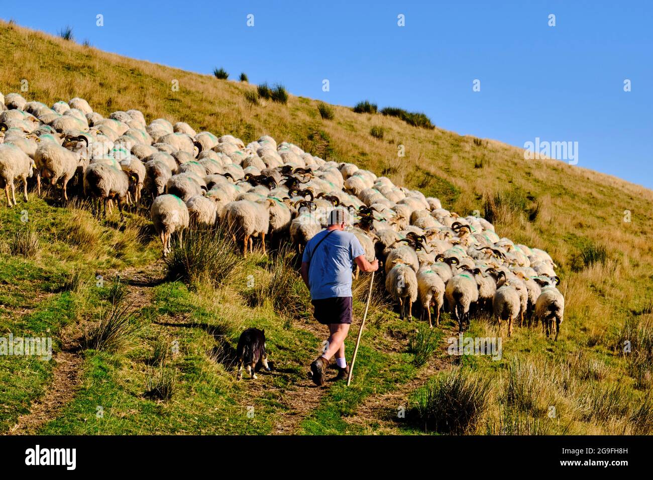 Are Basque Shepherds Happiest