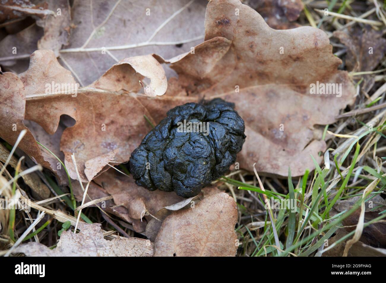 Roe Deer (Capreolus capreolus). Droppings on meadow. Germany Stock ...