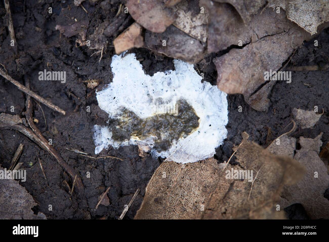 Blackbird (Turdus merula). Droppings on leaf litter. Germany Stock ...