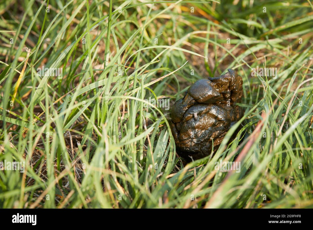 Domestic Sheep. Droppings on meadow. Germany Stock Photo - Alamy