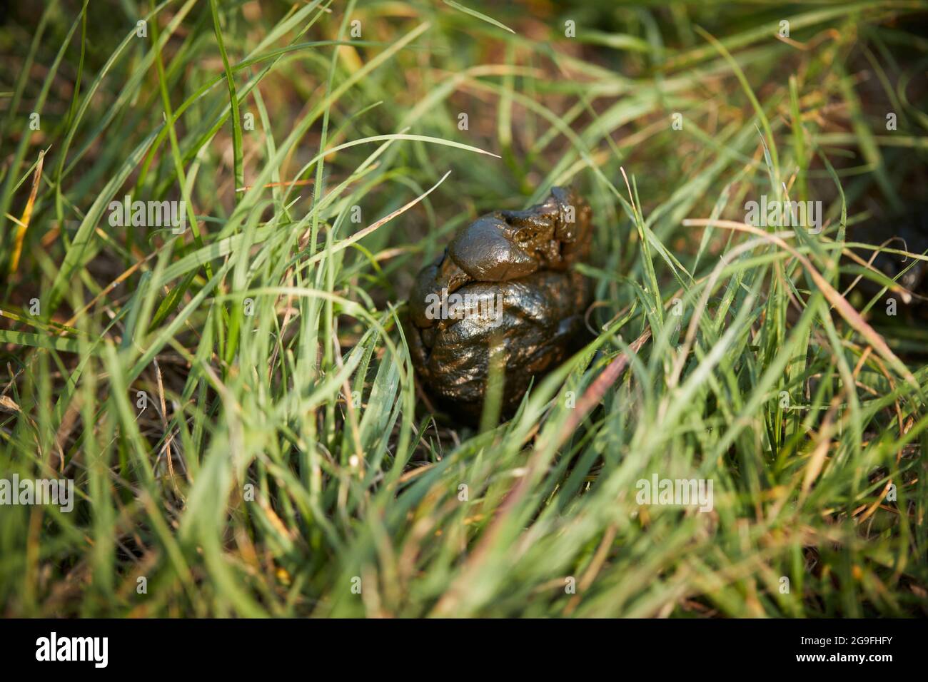 Domestic Sheep. Droppings on meadow. Germany Stock Photo - Alamy