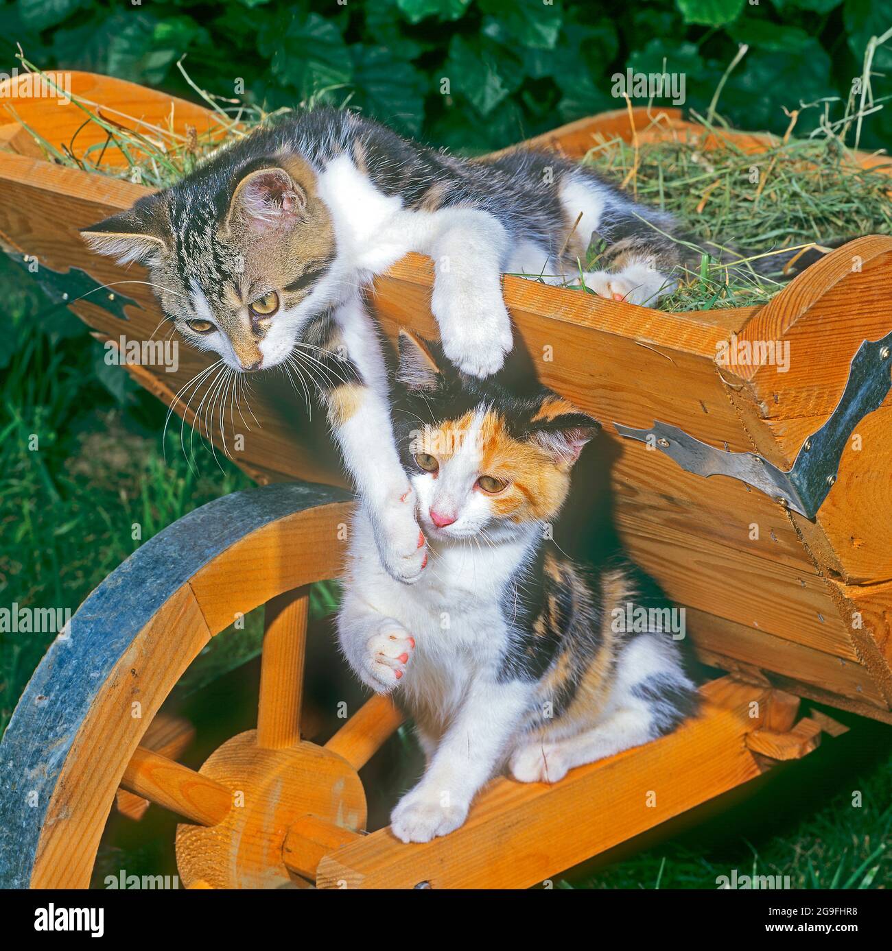 Domestic cat. Two adult cats in a playful mood on a wheelbarrow. The ...