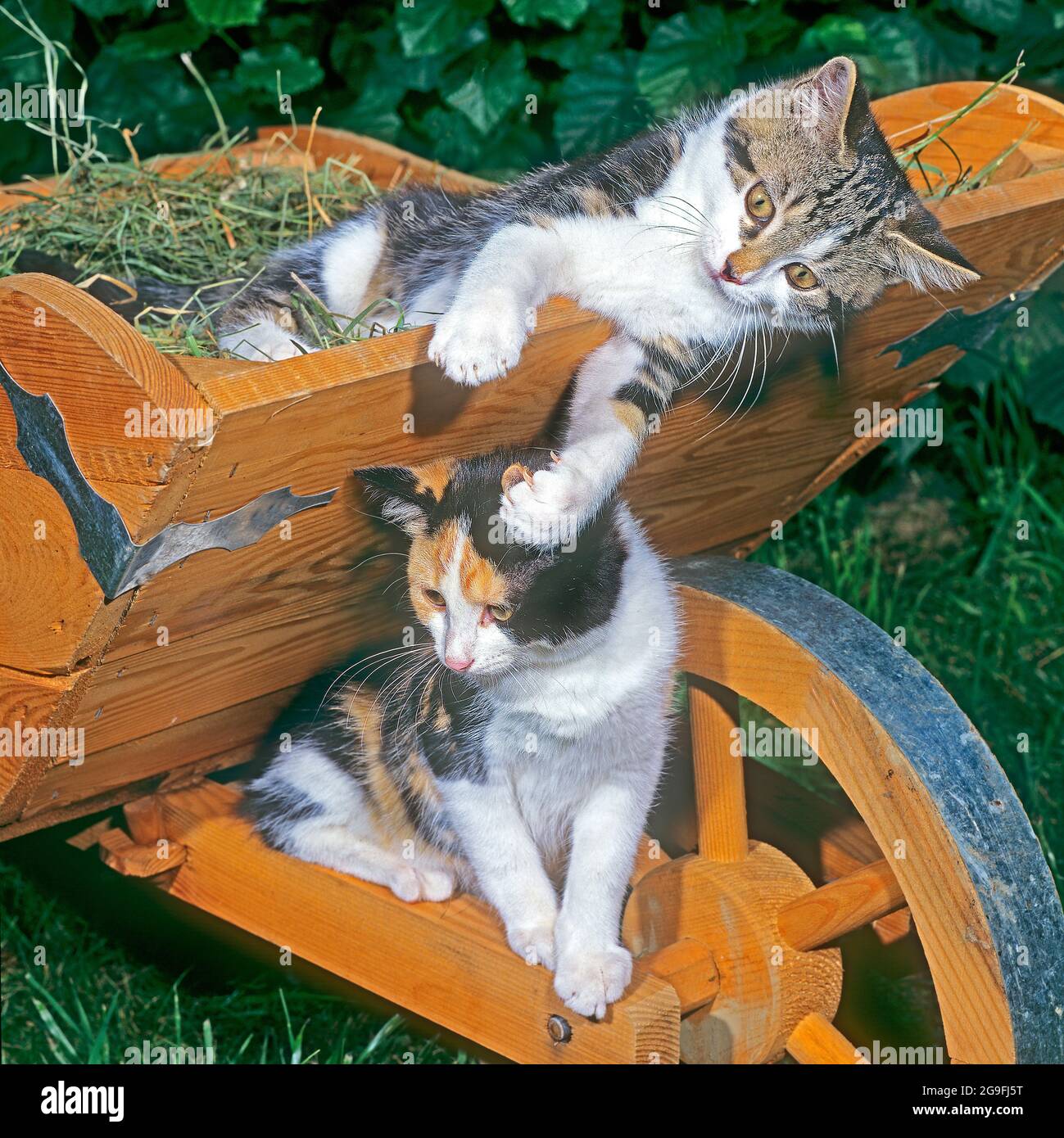 Domestic cat. Two adult cats playing on a wheelbarrow. Germany Stock ...