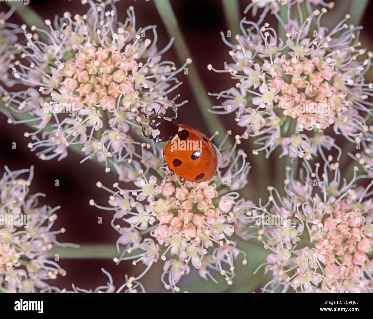 Seven-spot Ladybird, Sevenspot Ladybird, 7-spot Ladybird (Coccinella ...