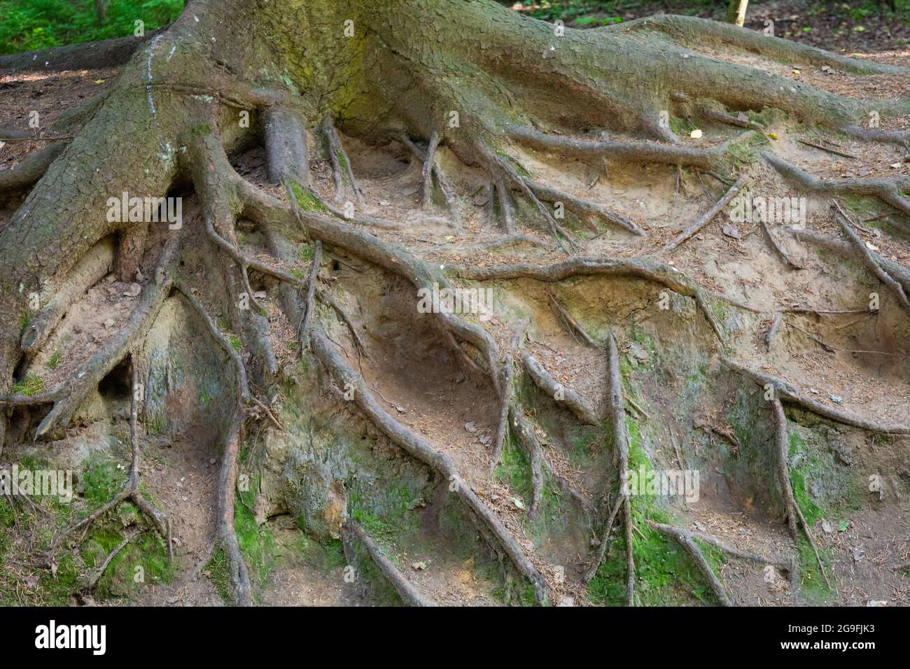 Tree roots on the forest ground Stock Photo - Alamy