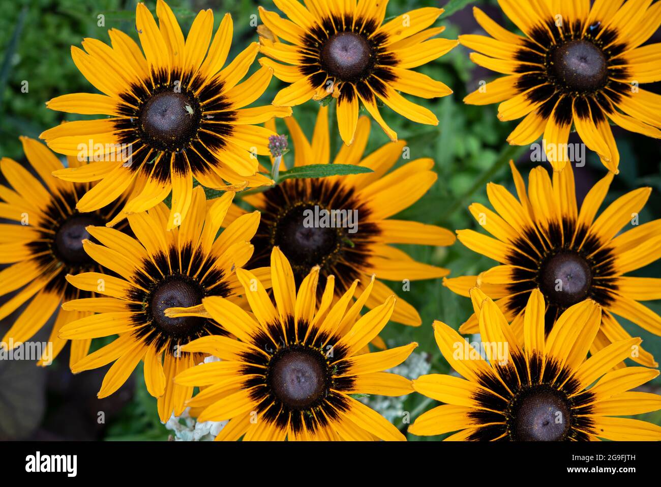 Sky and scenic flower farm with nature hi-res stock photography and ...