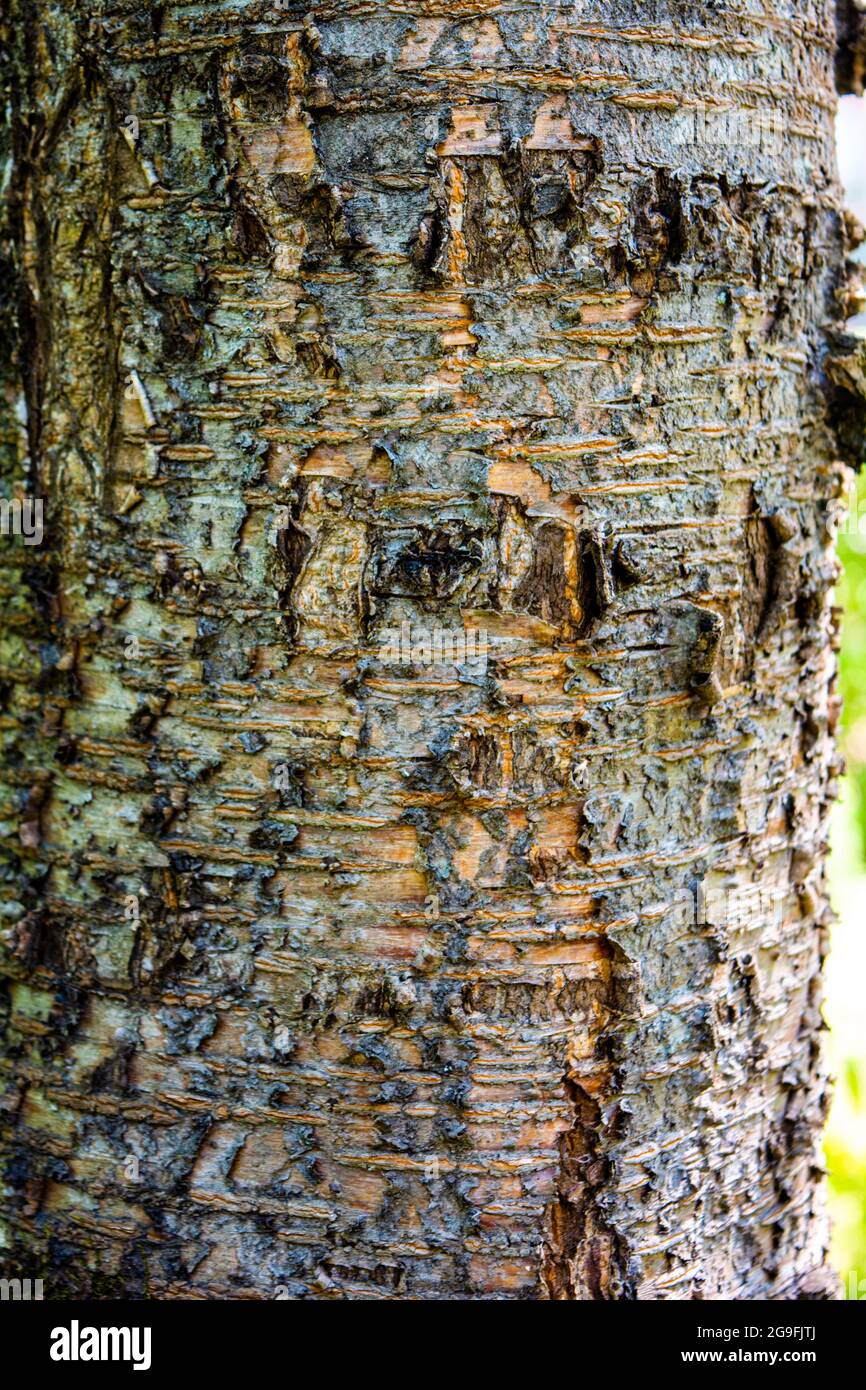 Cherry Tree Bark Texture