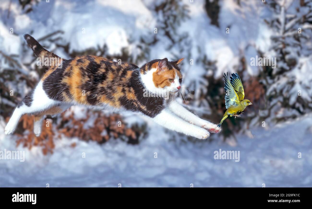 A cat tries to catch a bird (green finch) - it escapes. Composed Stock ...