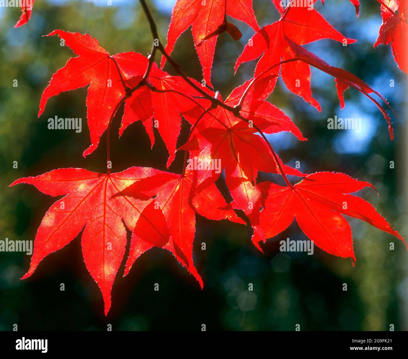 Purple-leaved Japanese Maple (Acer palmatum). Leaves in autumn. Germany ...