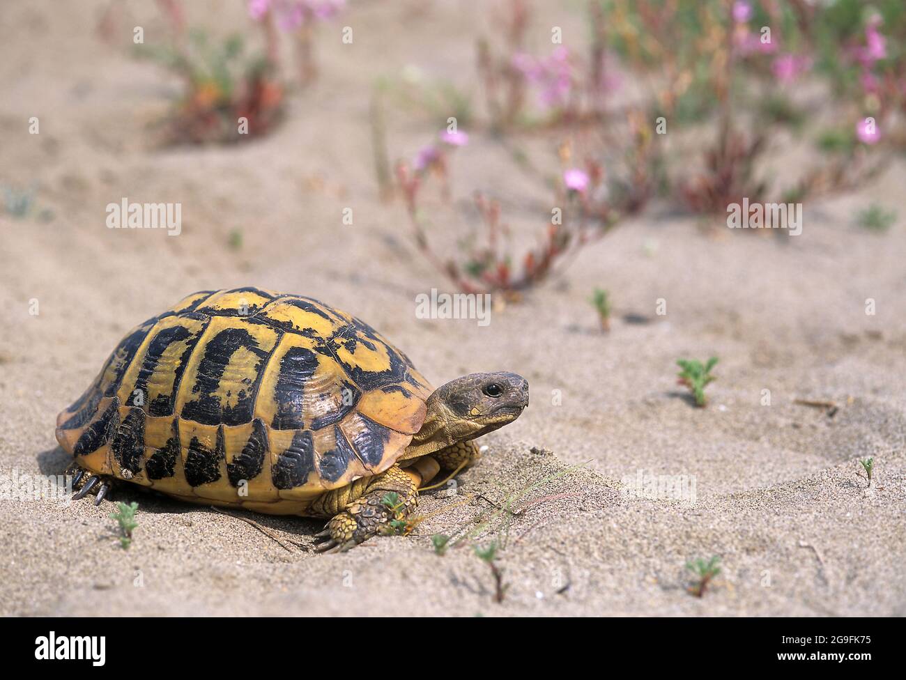 Hermanns Tortoise (Testudo hermanni) walking through the sandy coastal ...