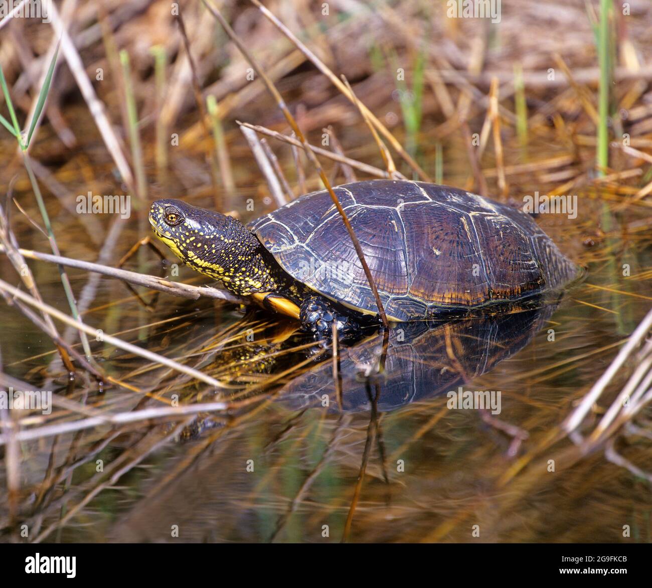 European Pond Turtle (Emys orbicularis). Adult in a pond. Camargue ...
