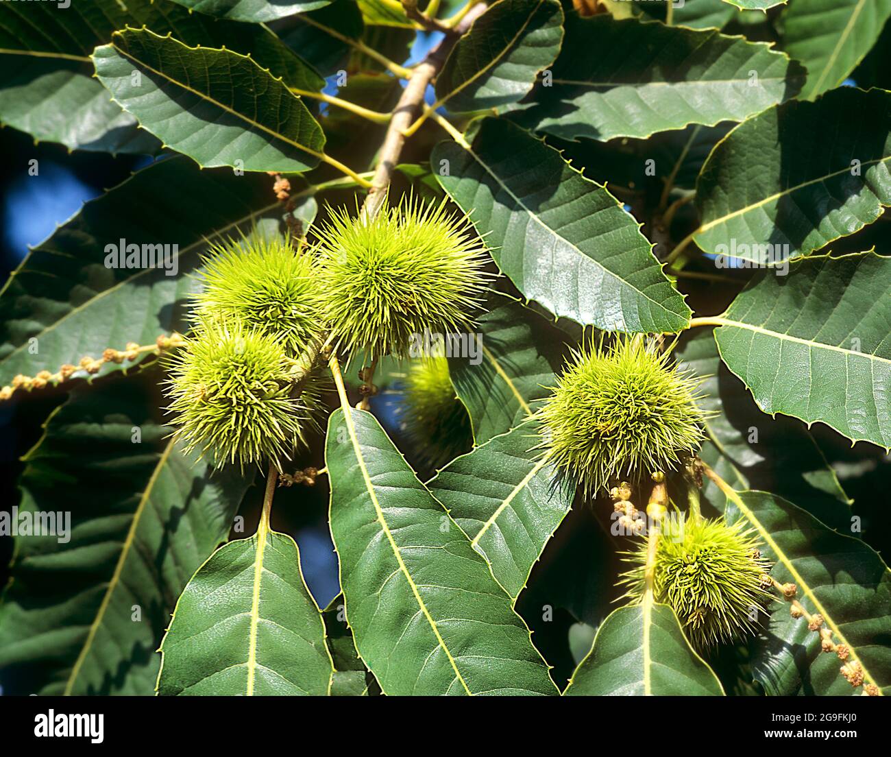 Spanish chestnut tree hi-res stock photography and images - Alamy