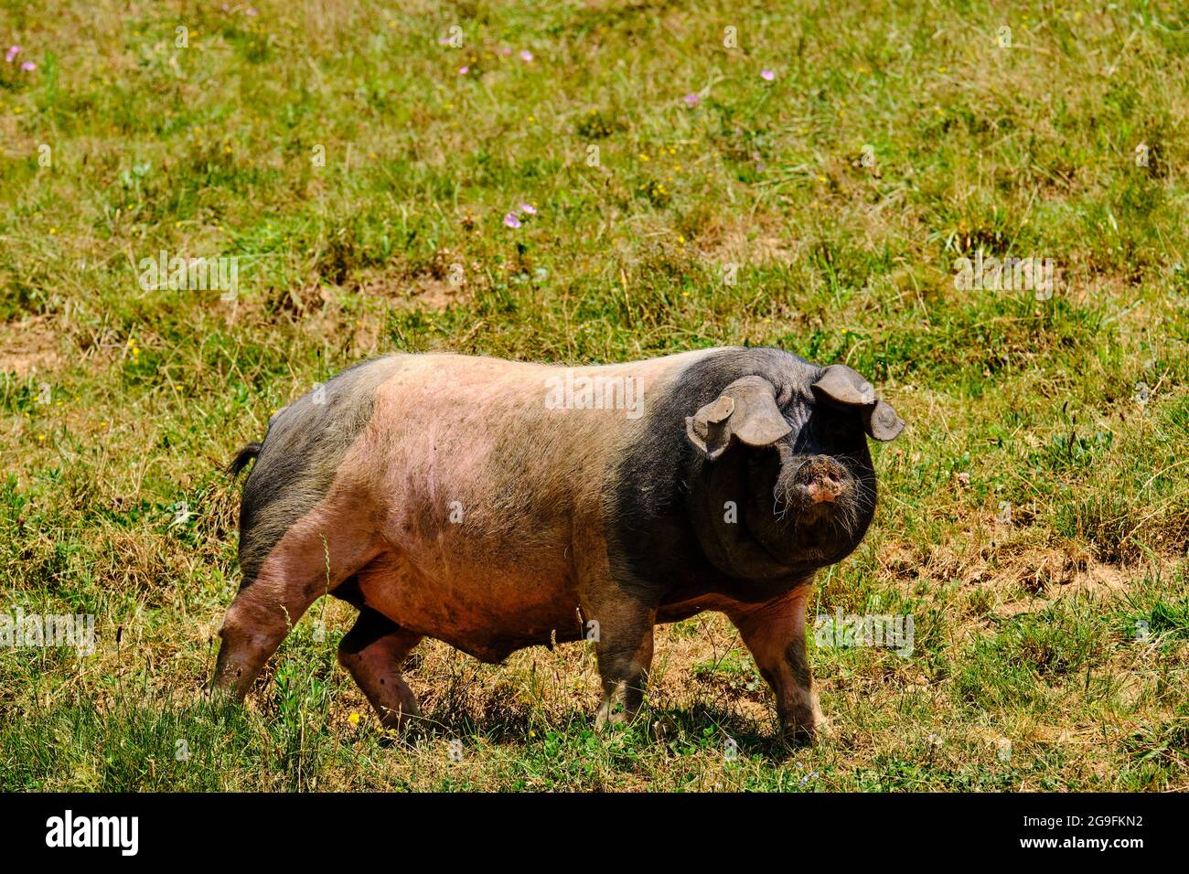 Basque pigs hi-res stock photography and images - Alamy