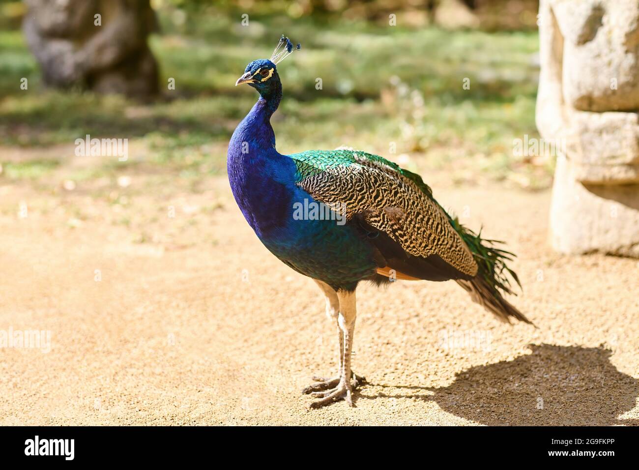 Peacock outdoors. Beauty of the Nature Stock Photo - Alamy