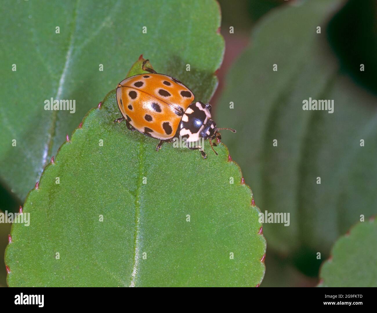 Eyed Ladybird, Pine Ladybird Beetle (Anatis ocellata) on a leaf ...