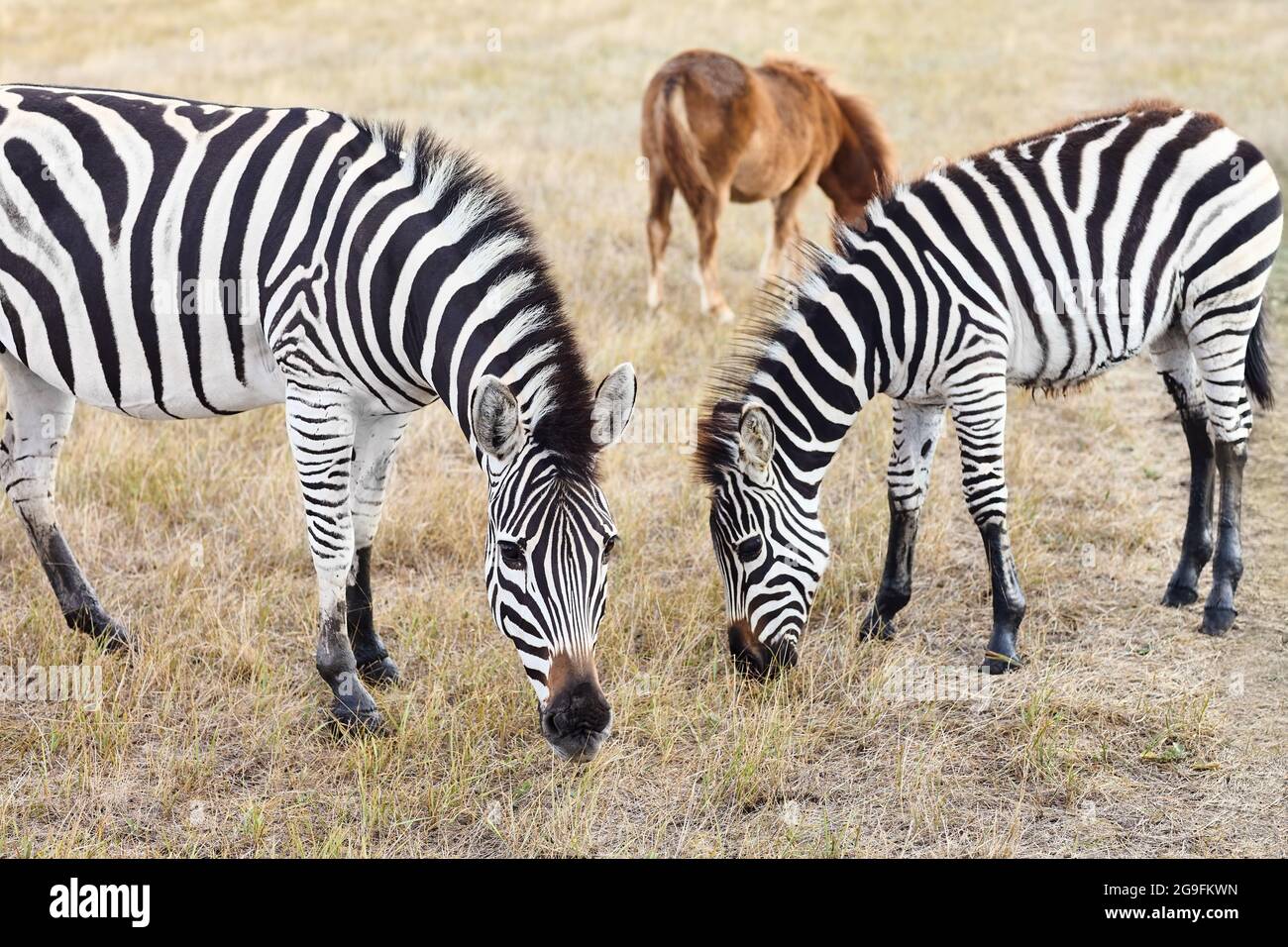 Zebra grazing in grasslands of virgin steppes. Wild nature Stock Photo ...