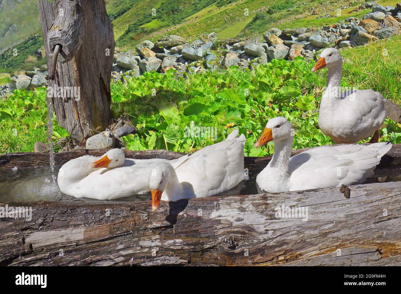 Domestic Goose. Three white house geese bathing in an alpine fountain ...
