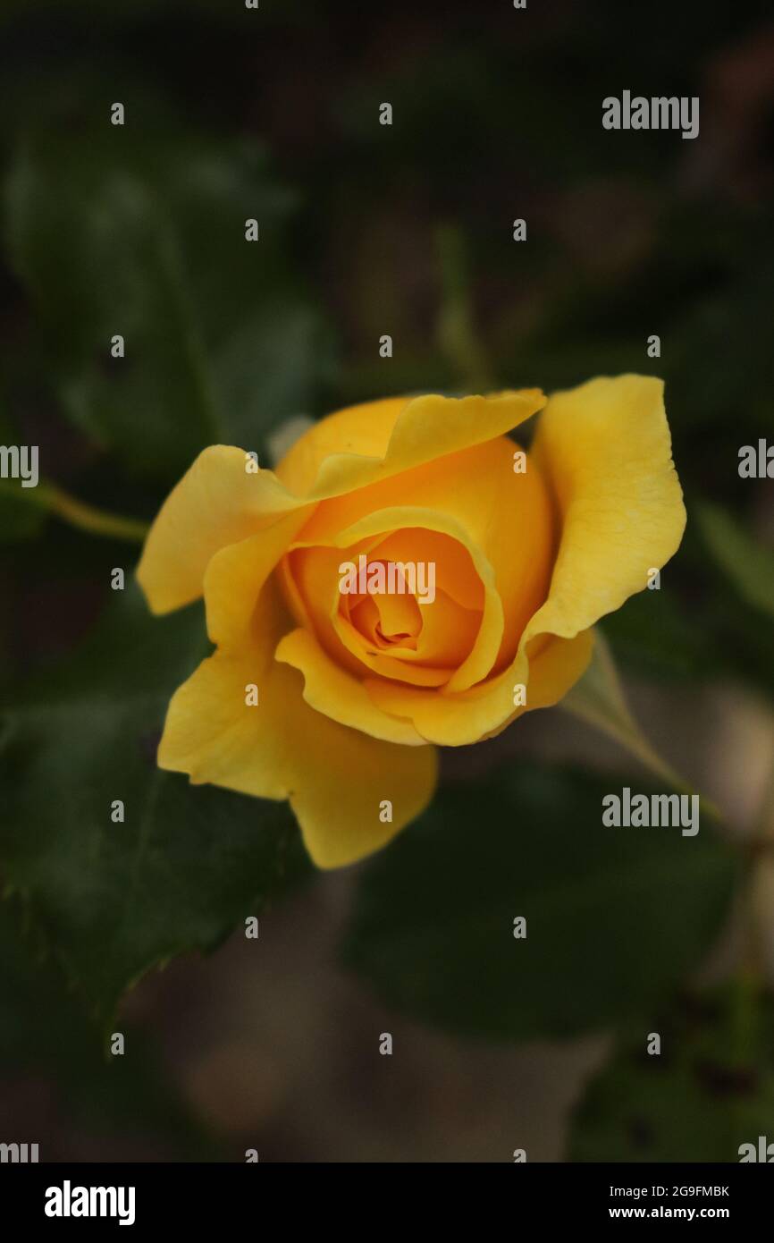 Rose garden with rosa remembrance hi-res stock photography and images ...