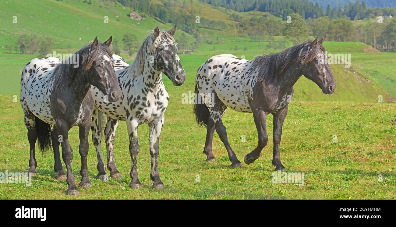 Noriker Horses High Resolution Stock Photography and Images - Alamy