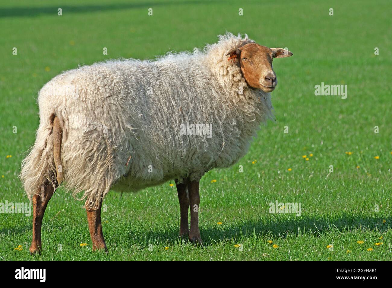 Coburg Fox Sheep. Adult standing in a pasture. Germany Stock Photo - Alamy