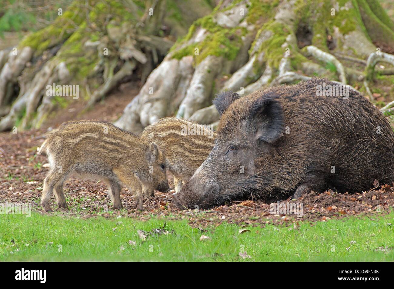 Wild Boar (Sus srofa). Mother rests at the foot of old beech trees ...