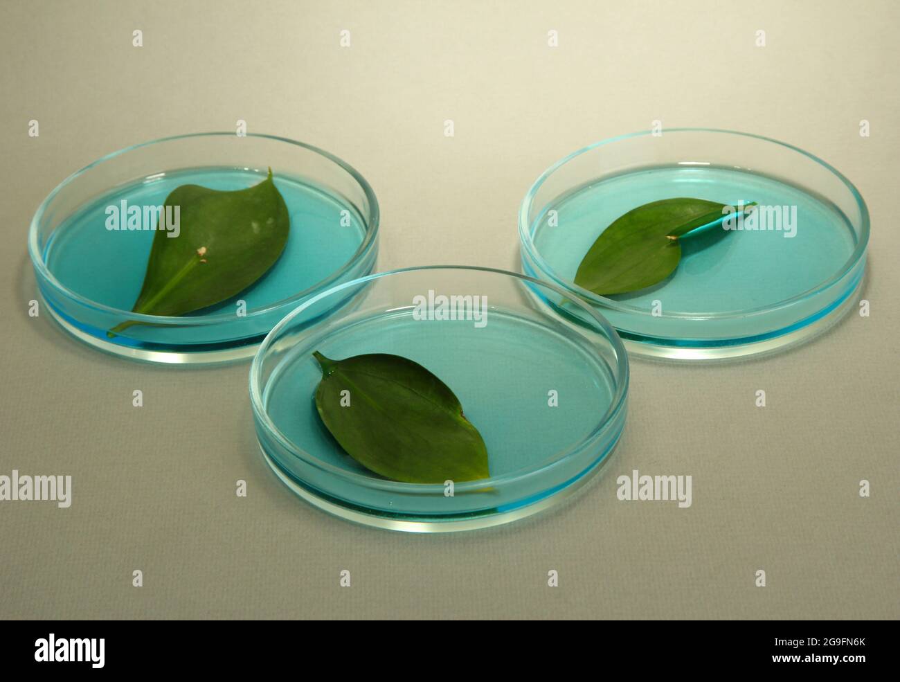Genetically modified leaves tested in petri dish, on grey background ...